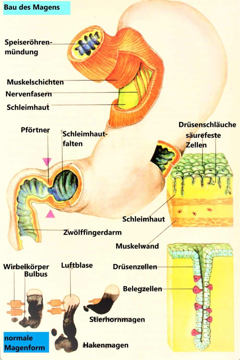 Der Magen: >Aufbau > Funktion > Verdauungskaskade