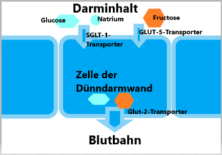 Fructoseintoleranz-Wie erkennt man sie und wie wird behandelt?
