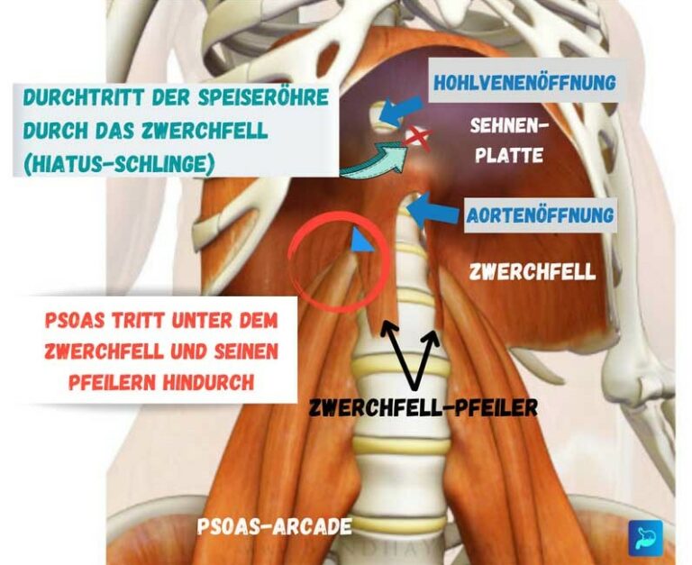 Zwerchfell und Reflux - ein komplexes Zusammenspiel